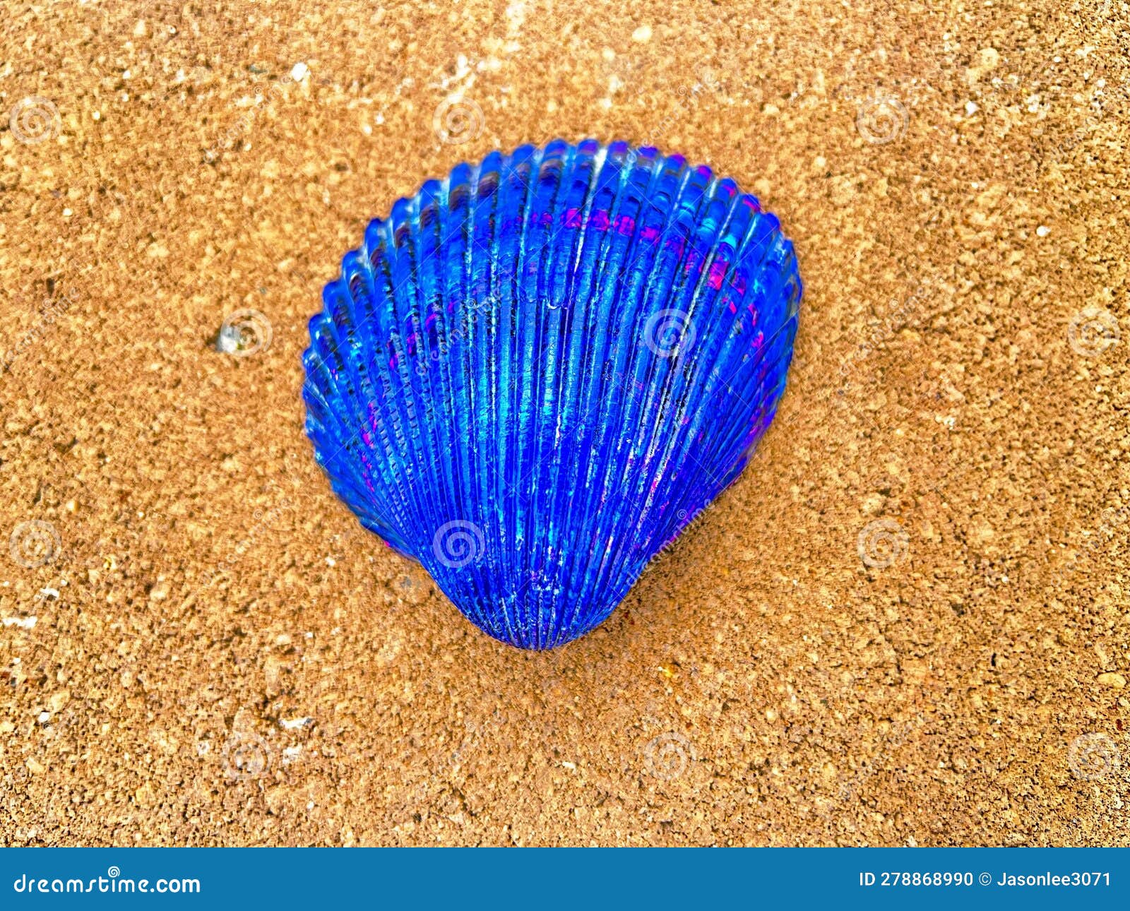 Blue shell stock photo. Image of pattern, dirt, soil - 278868990