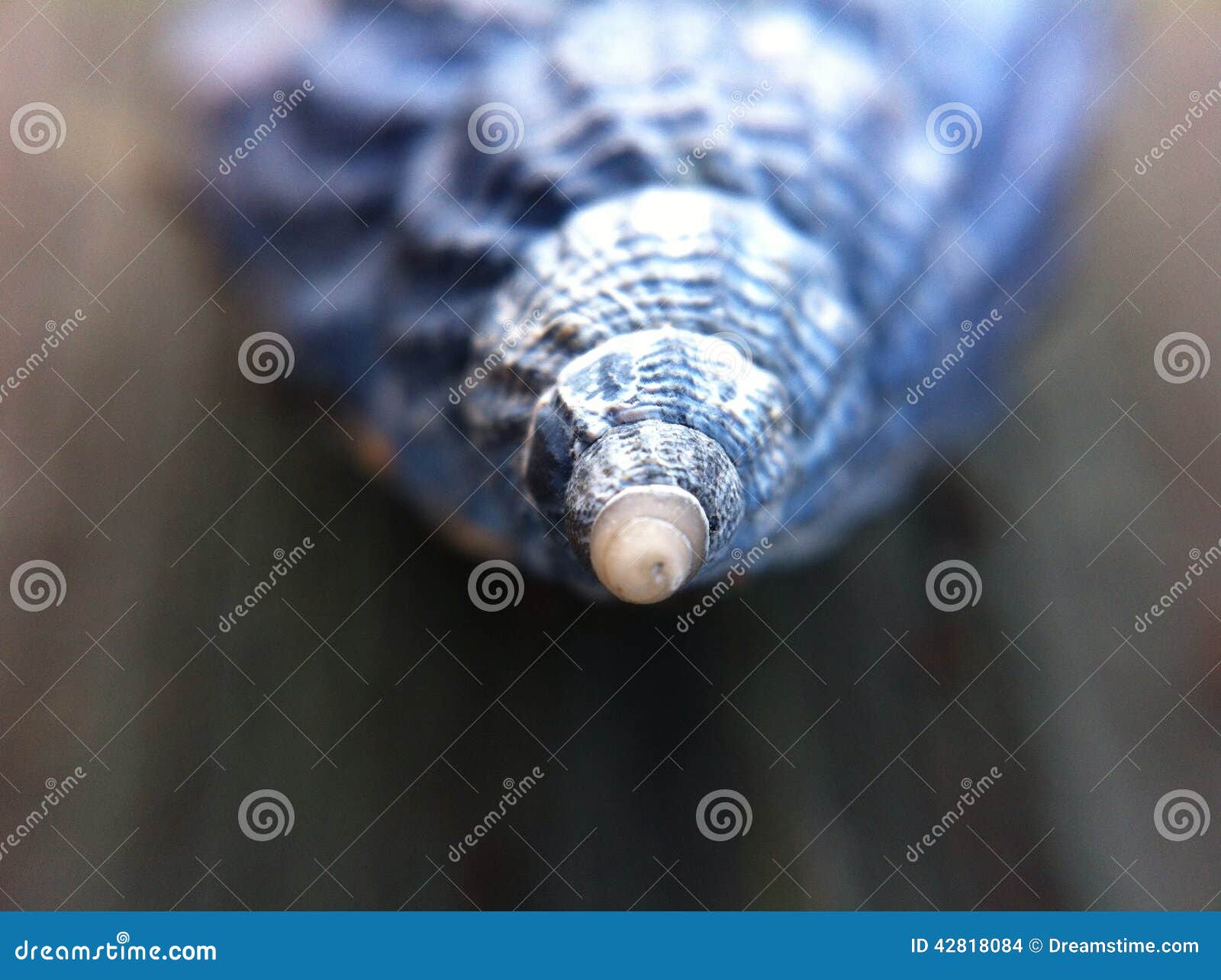 Blue shell macro stock photo. Image of blue, macro, seaside - 42818084