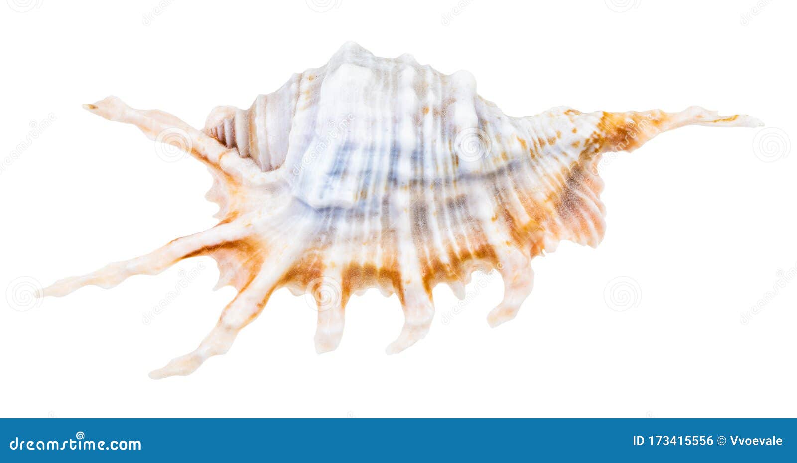 Blue Shell of Murex Snail Isolated on White Stock Photo - Image of ...