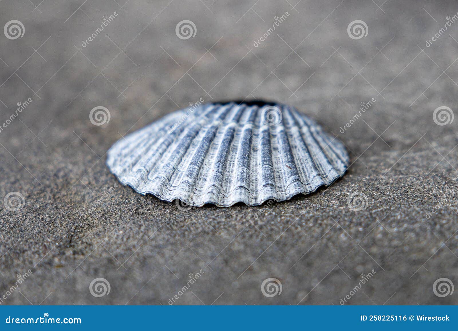 Blue Shell on a Sandy Beach Stock Photo - Image of object, shore: 258225116