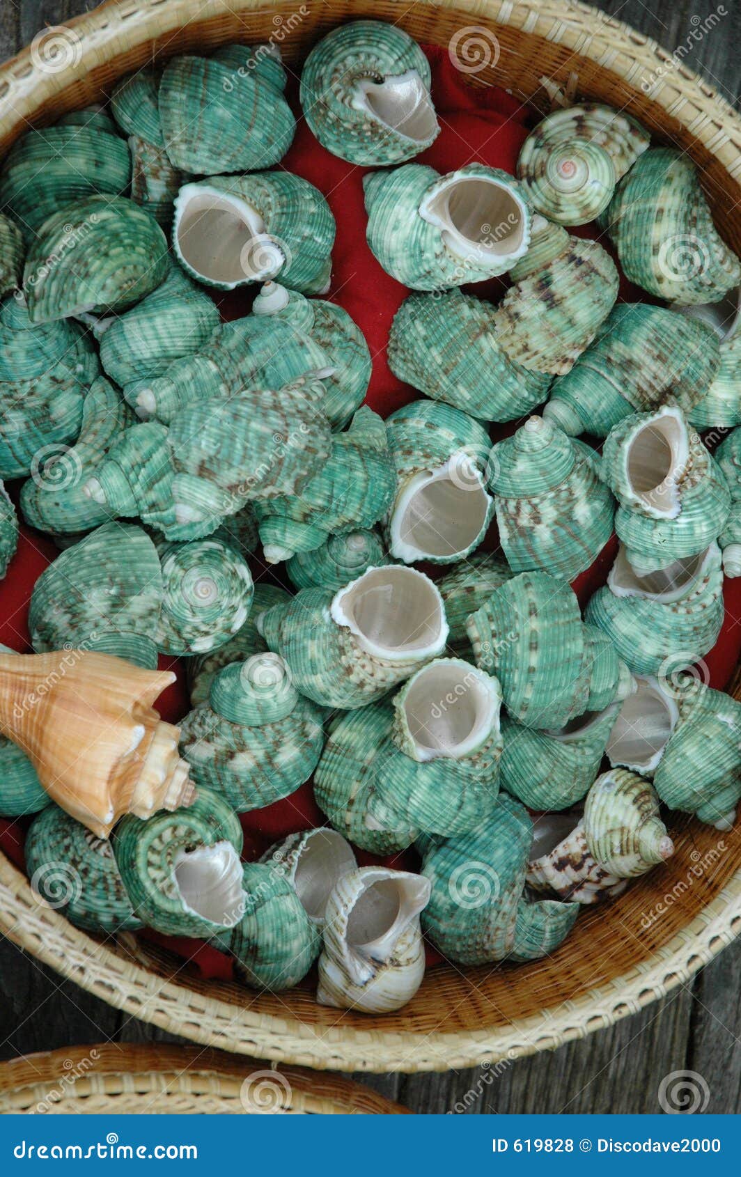 Blue Shells stock photo. Image of sale, basket, underwater - 619828