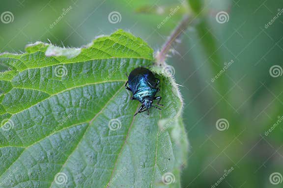 Blue Shieldbug (Zicrona Caerulea) at Rest on Leaf Stock Photo - Image of wildlife, predation ...