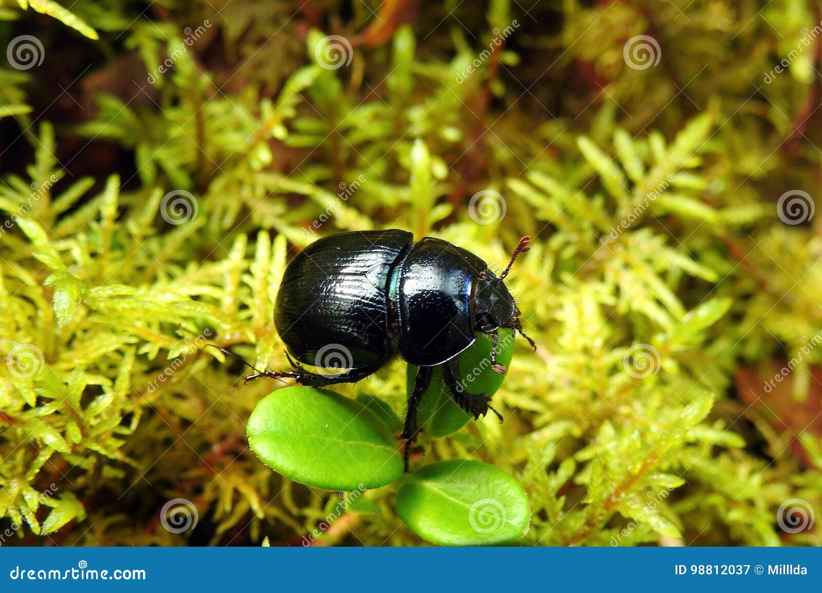 Blue Shining Bug, Lithuania Stock Image - Image of wild, macro: 98812037