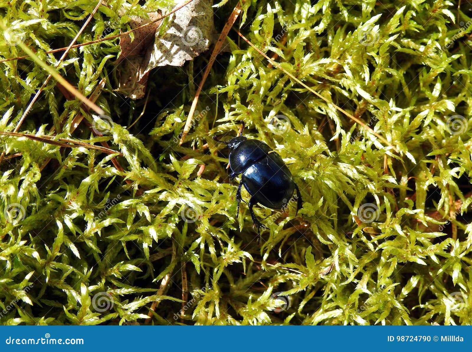 Blue Shining Bug, Lithuania Stock Photo - Image of green, macro: 98724790