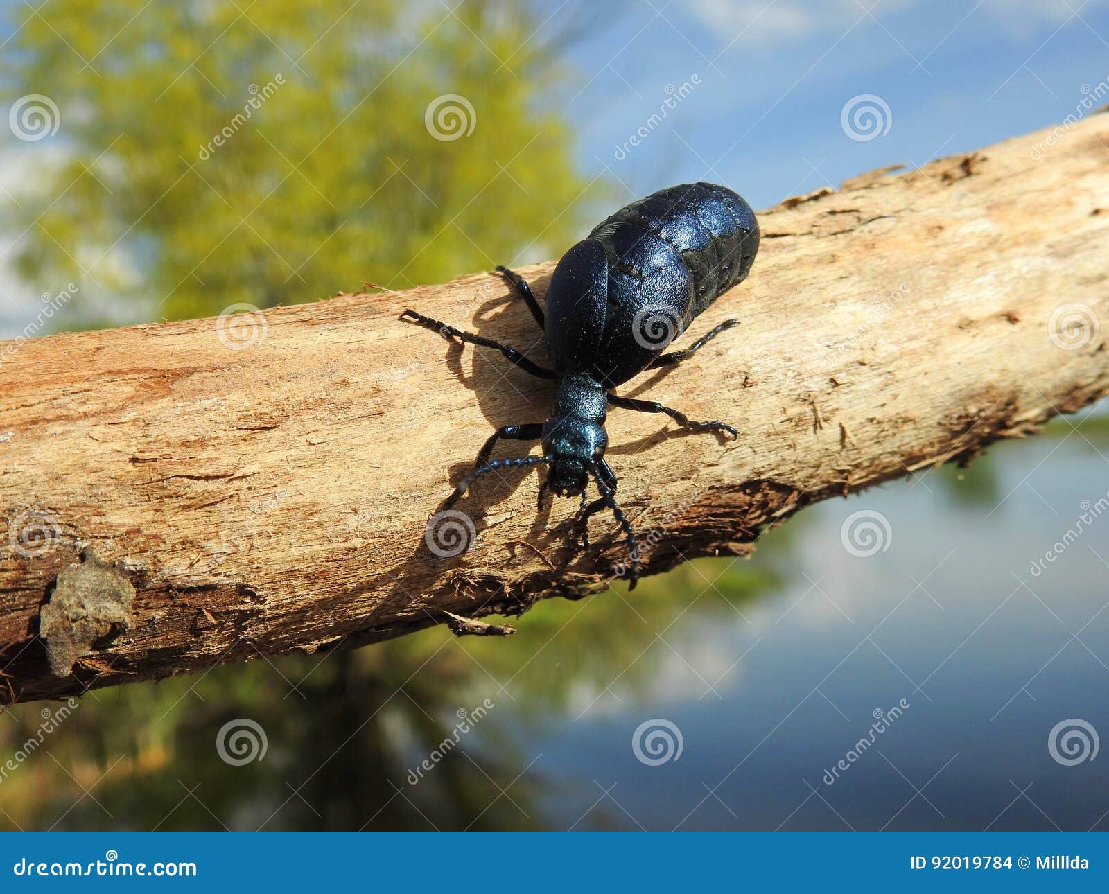 Blue Shining Bug, Lithuania Stock Photo - Image of background, nature ...