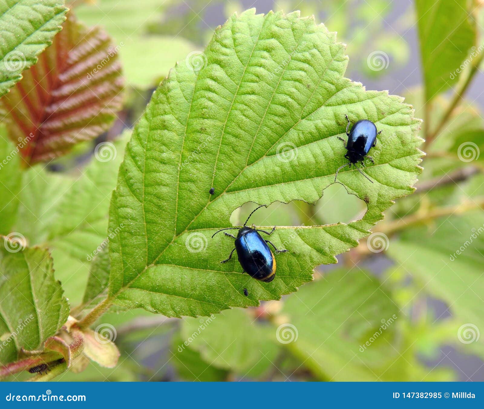 Blue Shining Bugs on Green Leaf, Lithuania Stock Image - Image of body ...