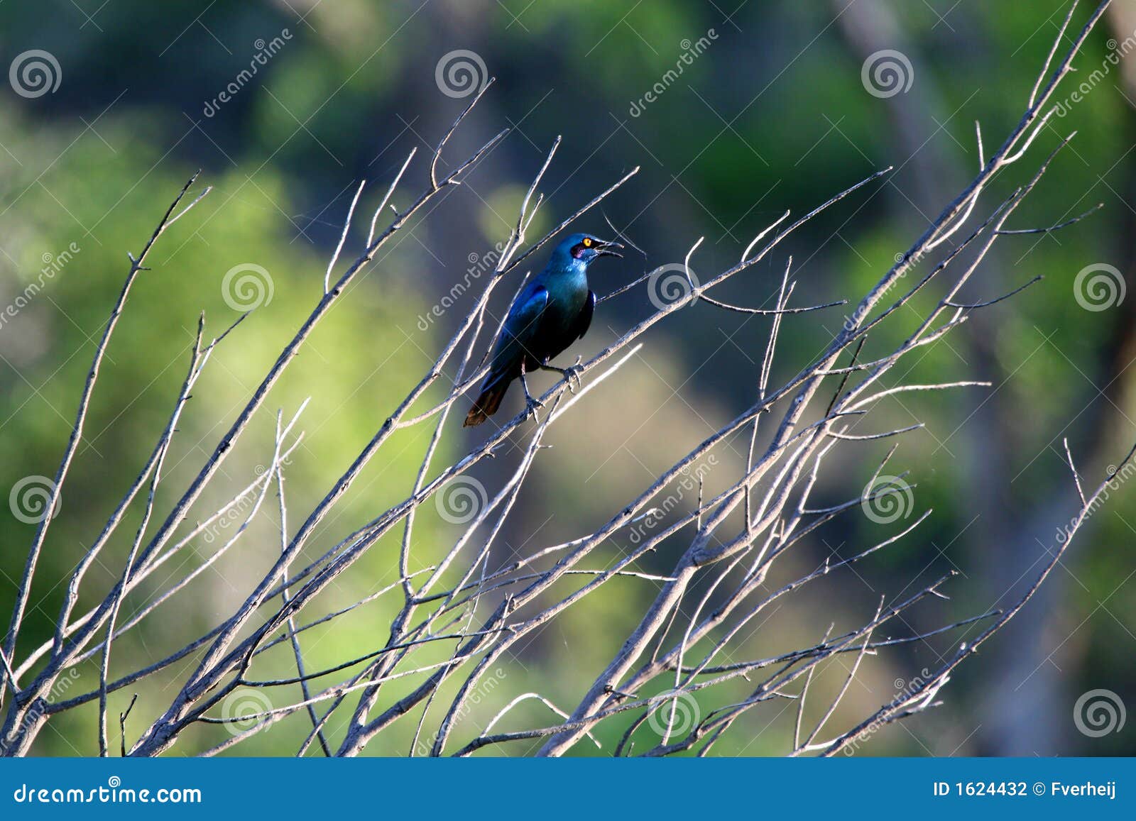 Blue Shiny Eyed Bird stock photo. Image of sharp, view - 1624432