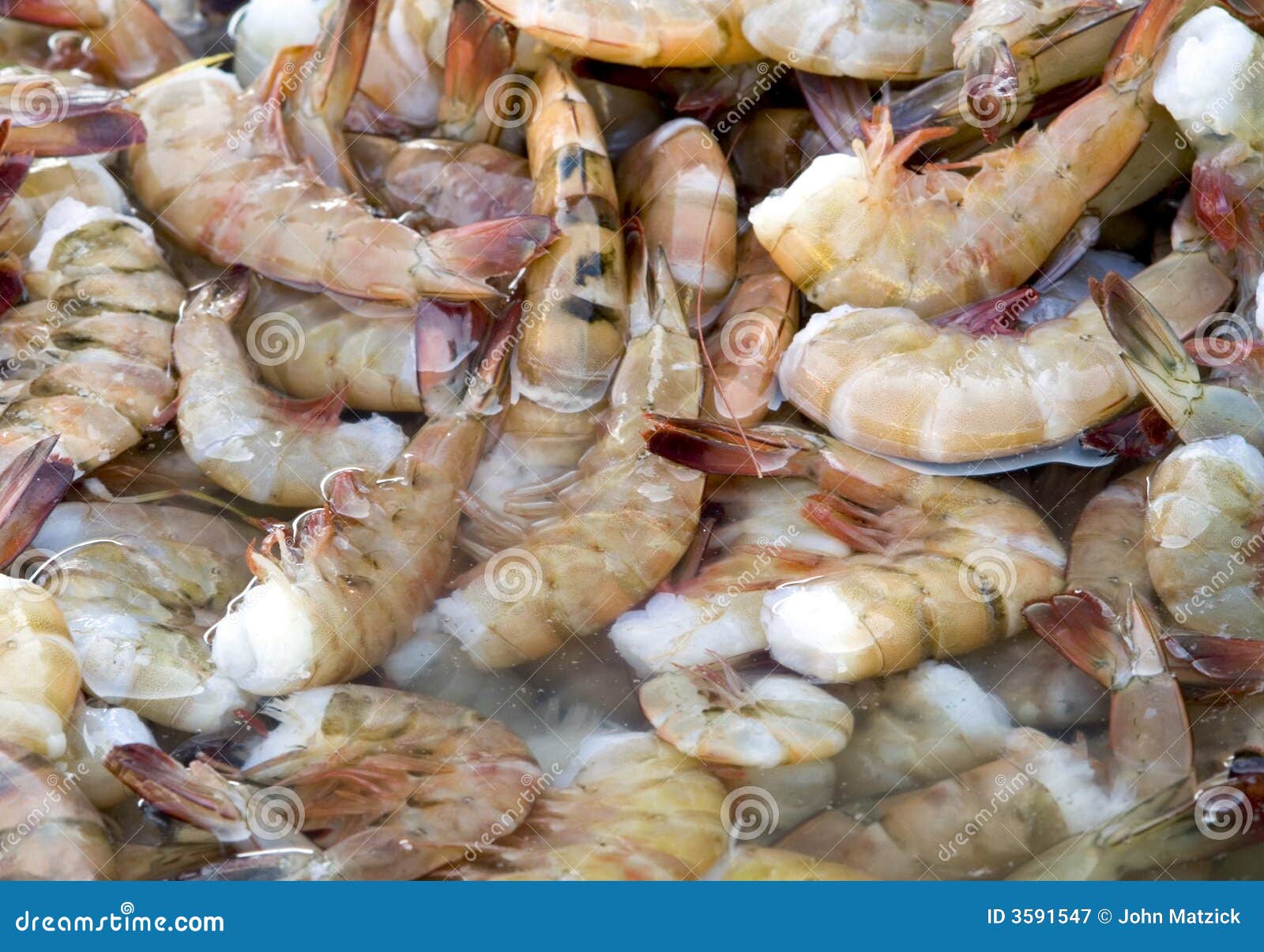Blue Shrimp On The Bubble Coral Close To Liberty Wreck In Tulamben ...