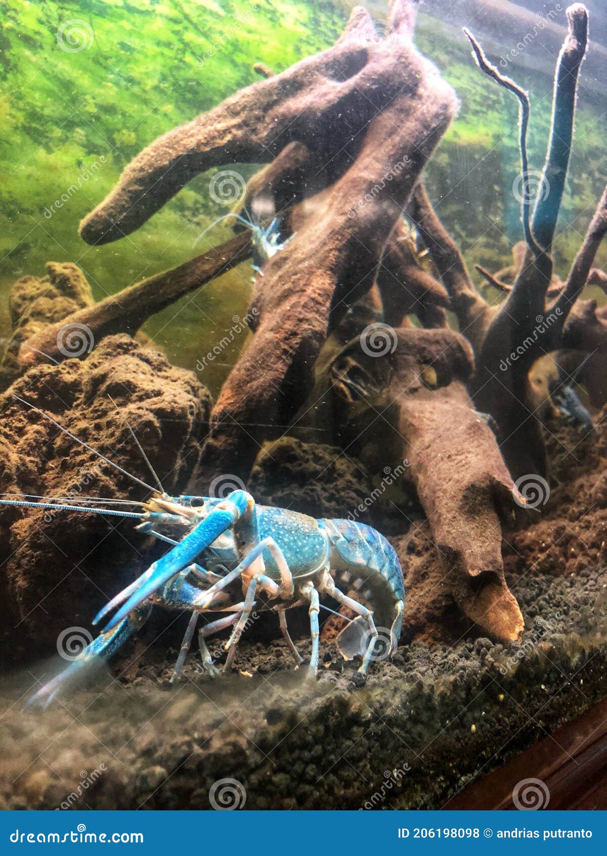 Blue Shrimp On The Bubble Coral Close To Liberty Wreck In Tulamben ...