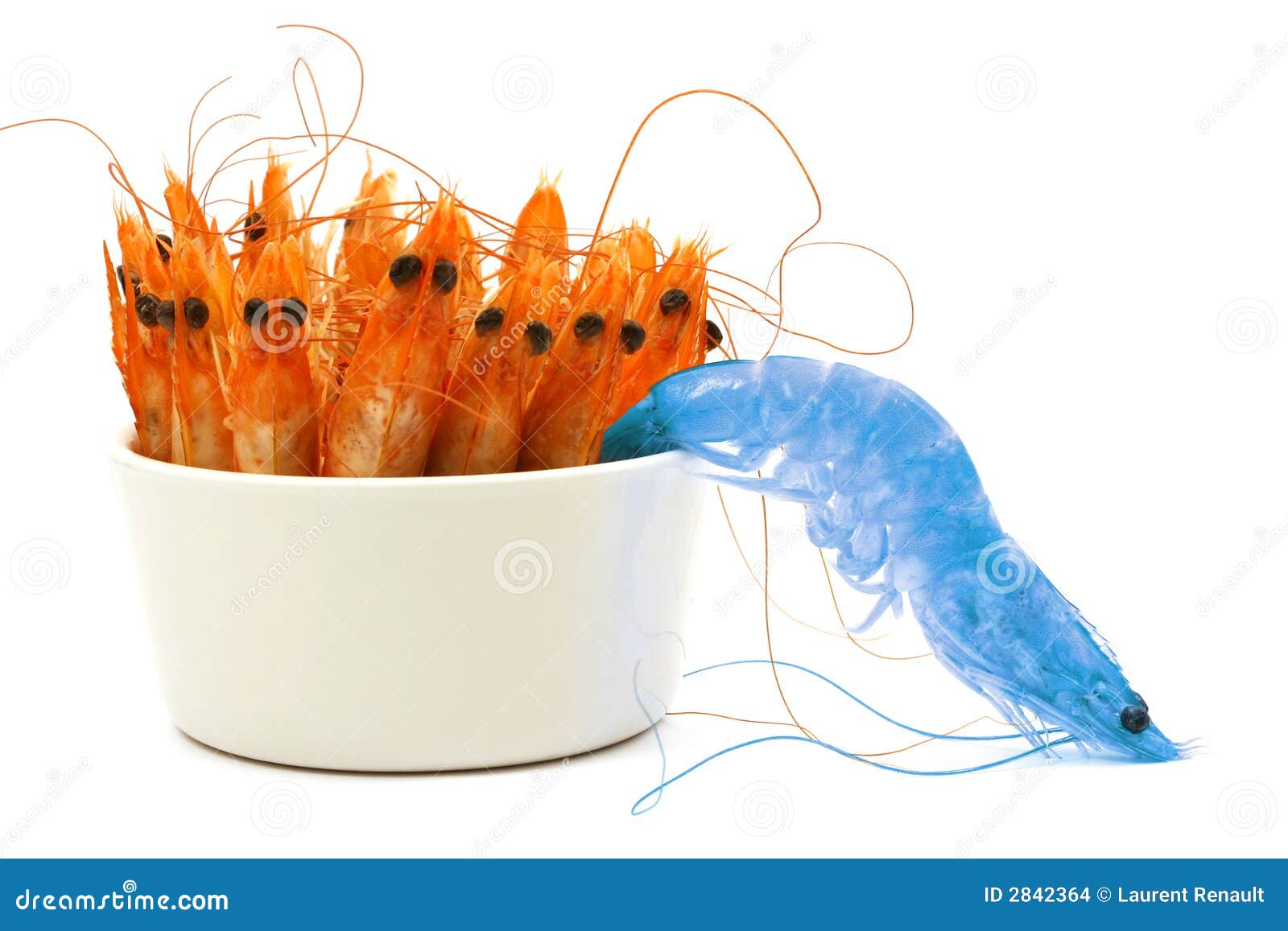 Blue Shrimp On The Bubble Coral Close To Liberty Wreck In Tulamben ...