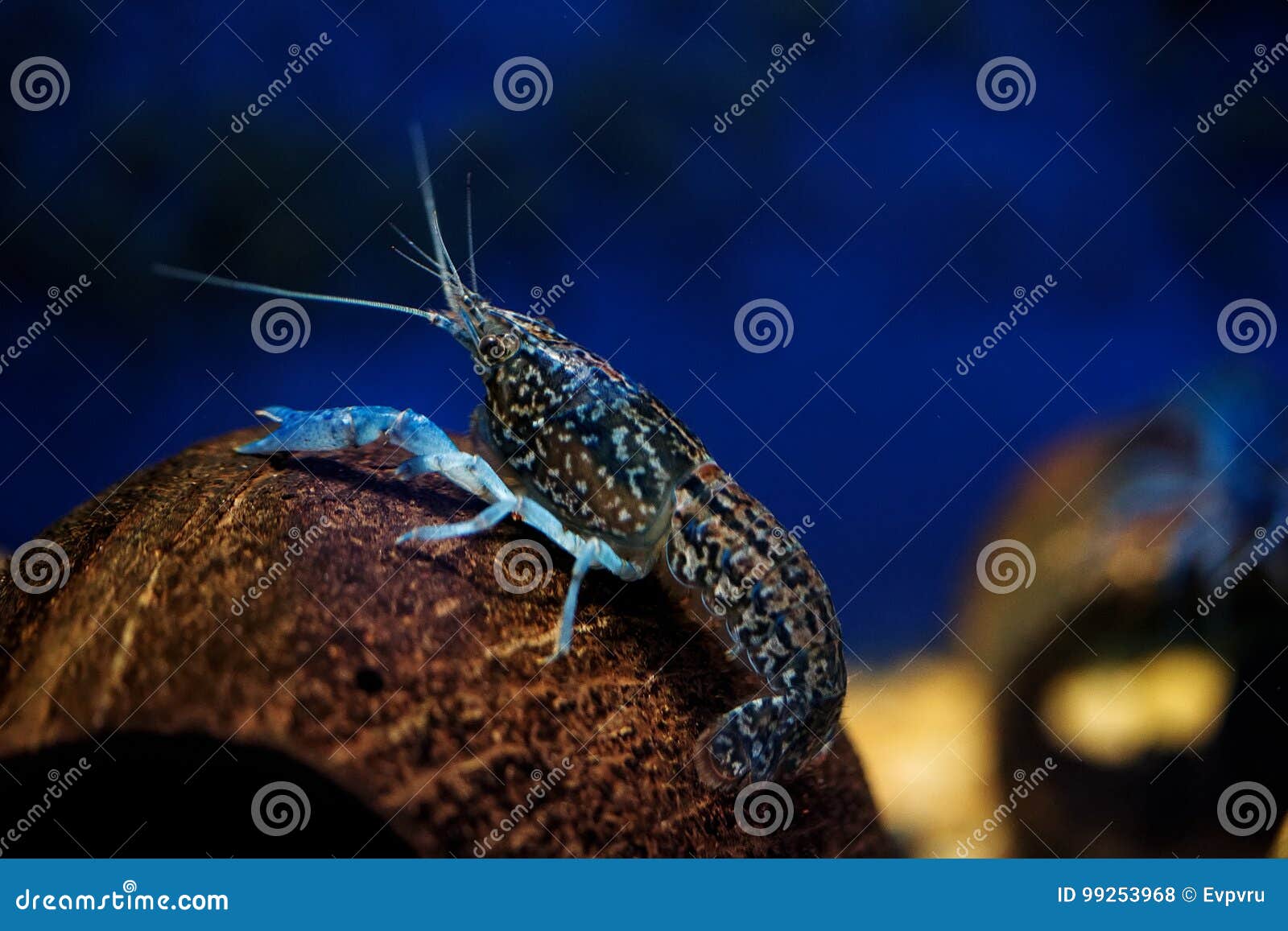 Blue Shrimp Sitting on a Stone Stock Photo - Image of nature, wildlife ...