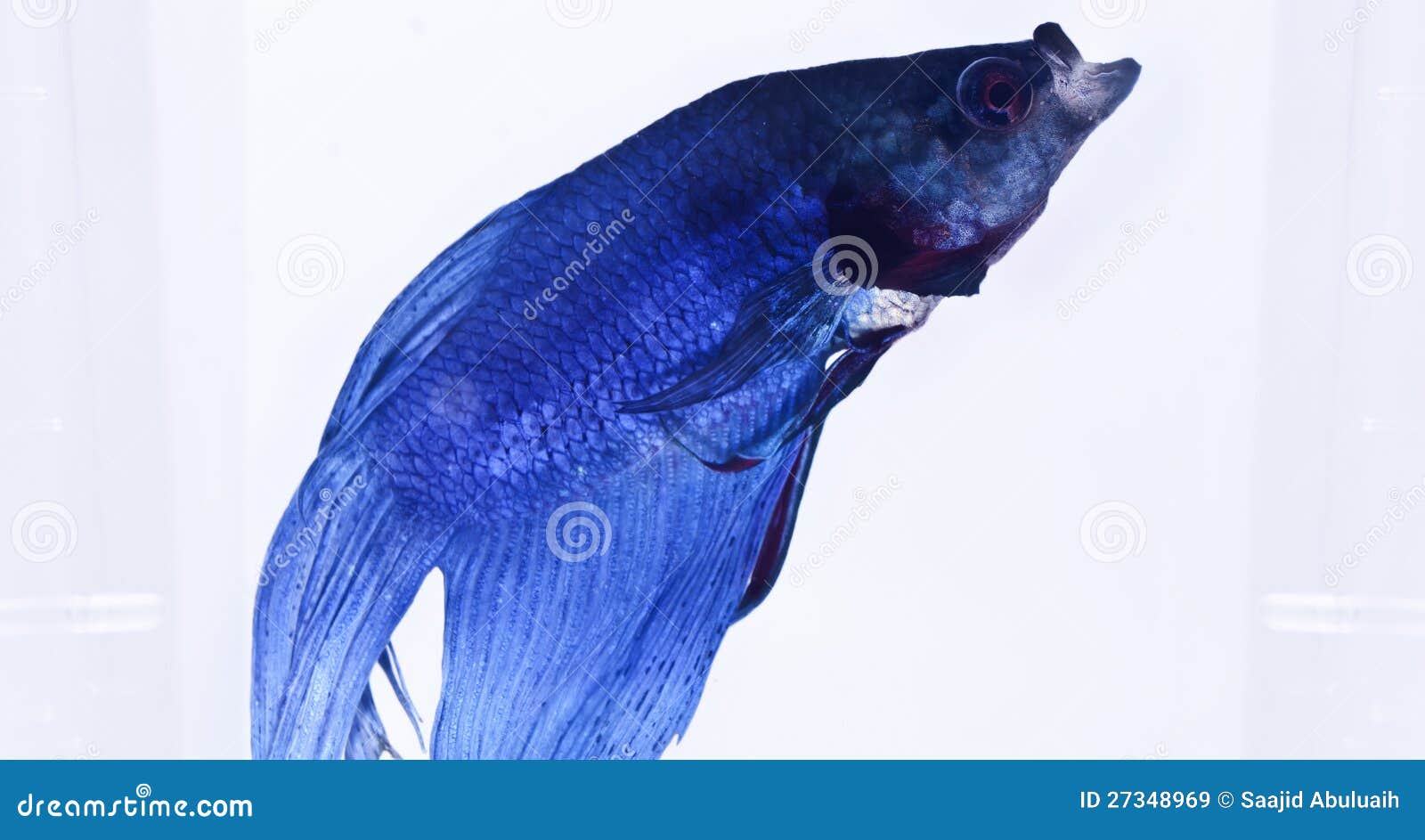 Blue siamese fighting fish stock image. Image of fish - 27348969