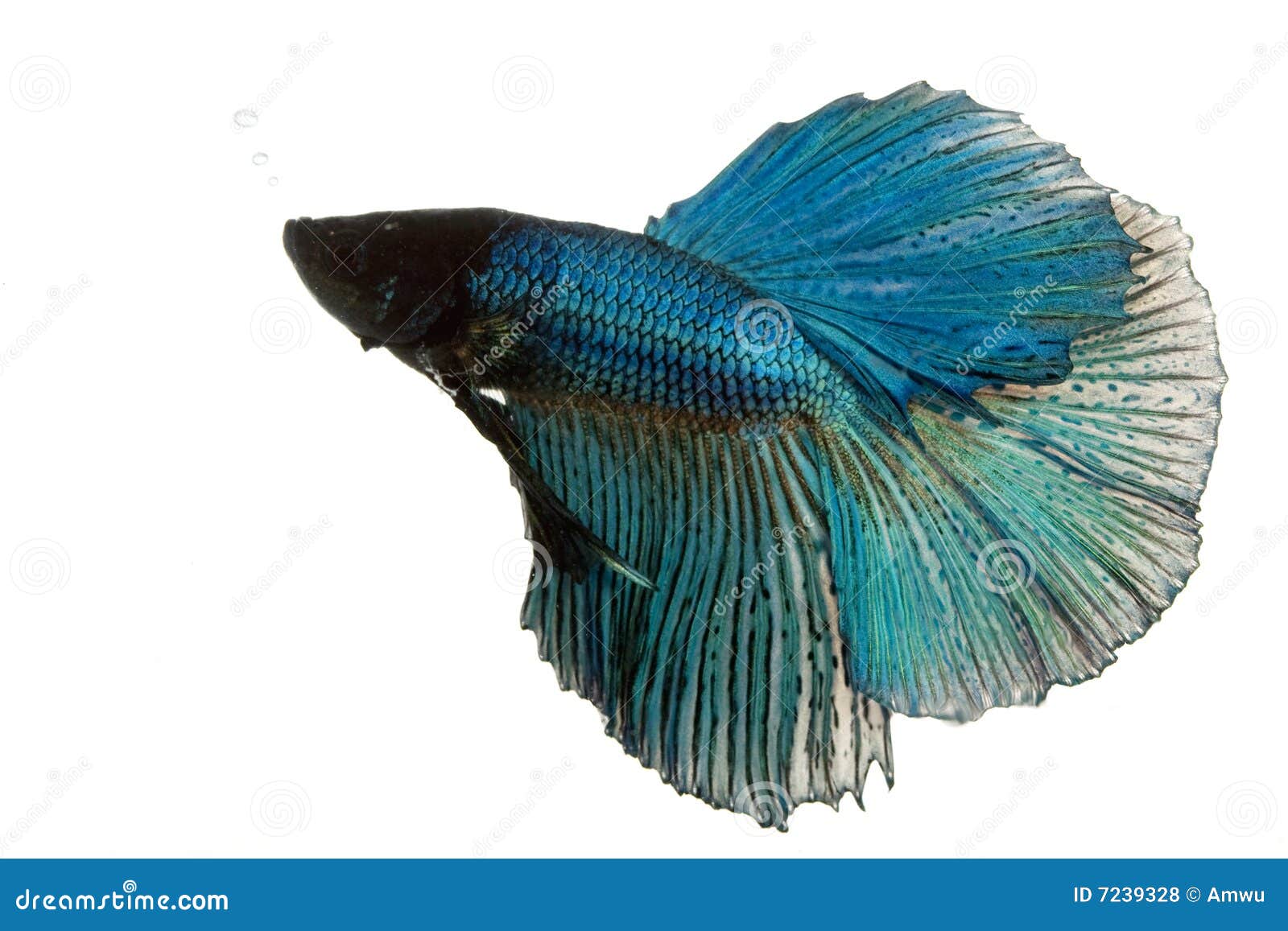 Blue Siamese fighting fish stock photo. Image of looking - 7239328