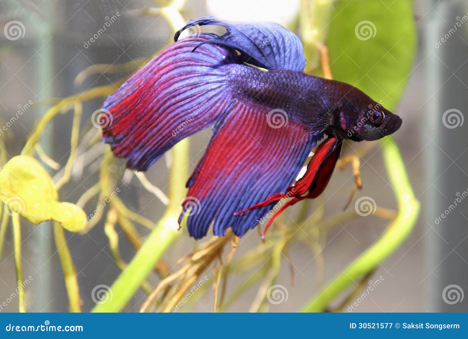 Blue siamese fighting fish stock image. Image of nature - 30521577