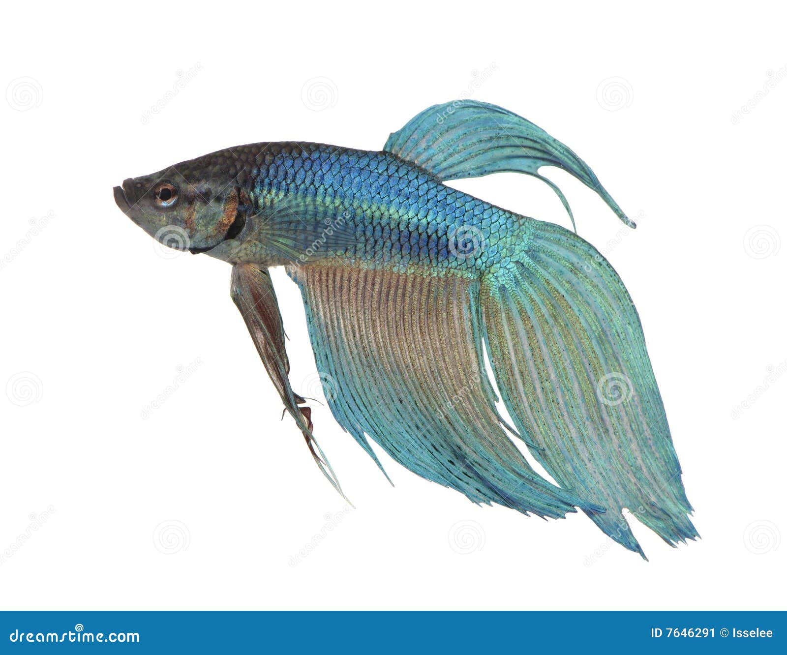Blue Siamese Fighting Fish - Betta Splendens Stock Image - Image of ...