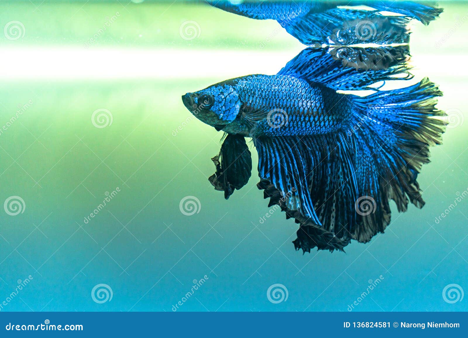 Blue siamese fighting fish stock image. Image of moment - 136824581