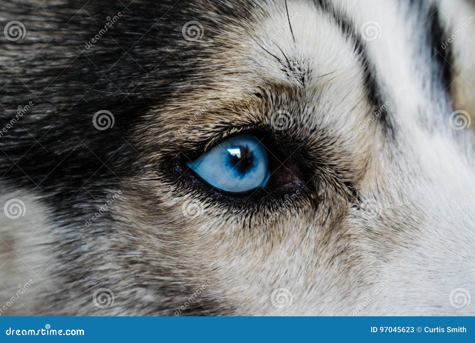 Blue Siberian Husky Eye stock image. Image of snowdog - 97045623