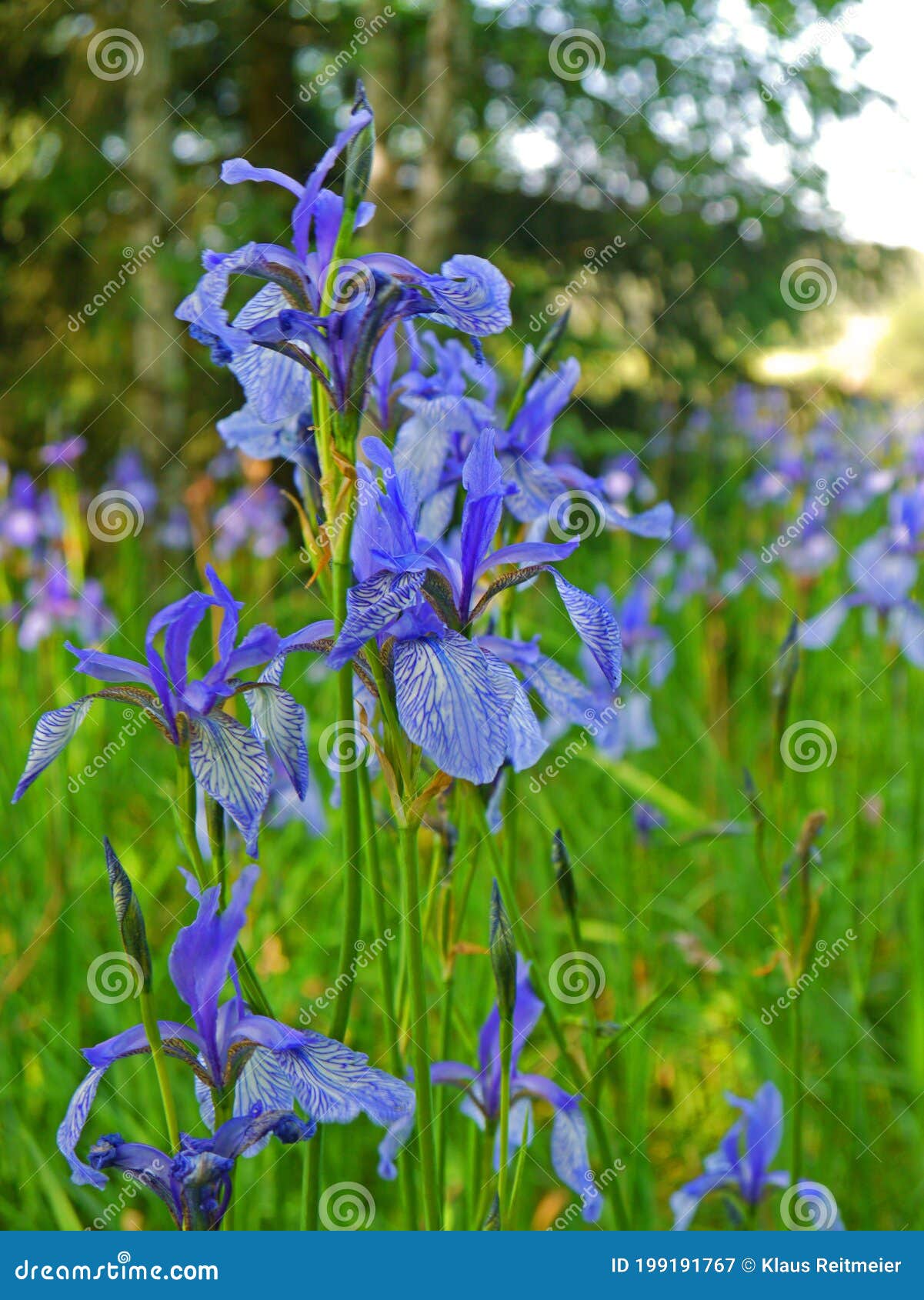Blue Siberian Iris, Iris Sibirica Stock Image - Image of beauty, bloom ...