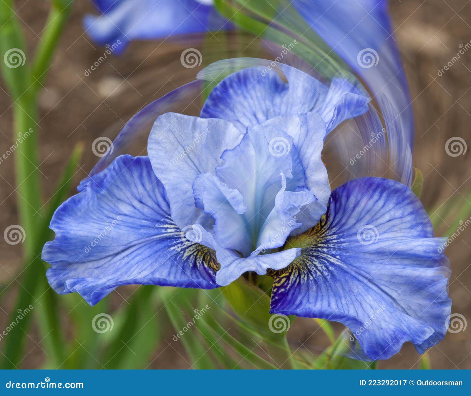 Blue Siberian Iris,spiral Background Stock Image - Image of bloom ...
