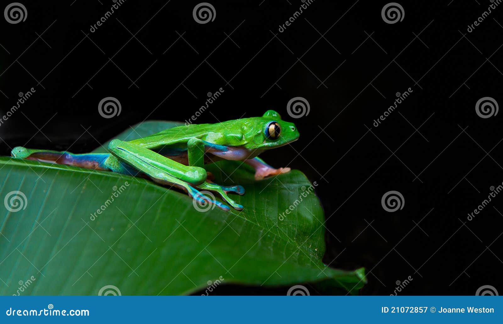 Blue sided leaf frog stock image. Image of predator, rica - 21072857