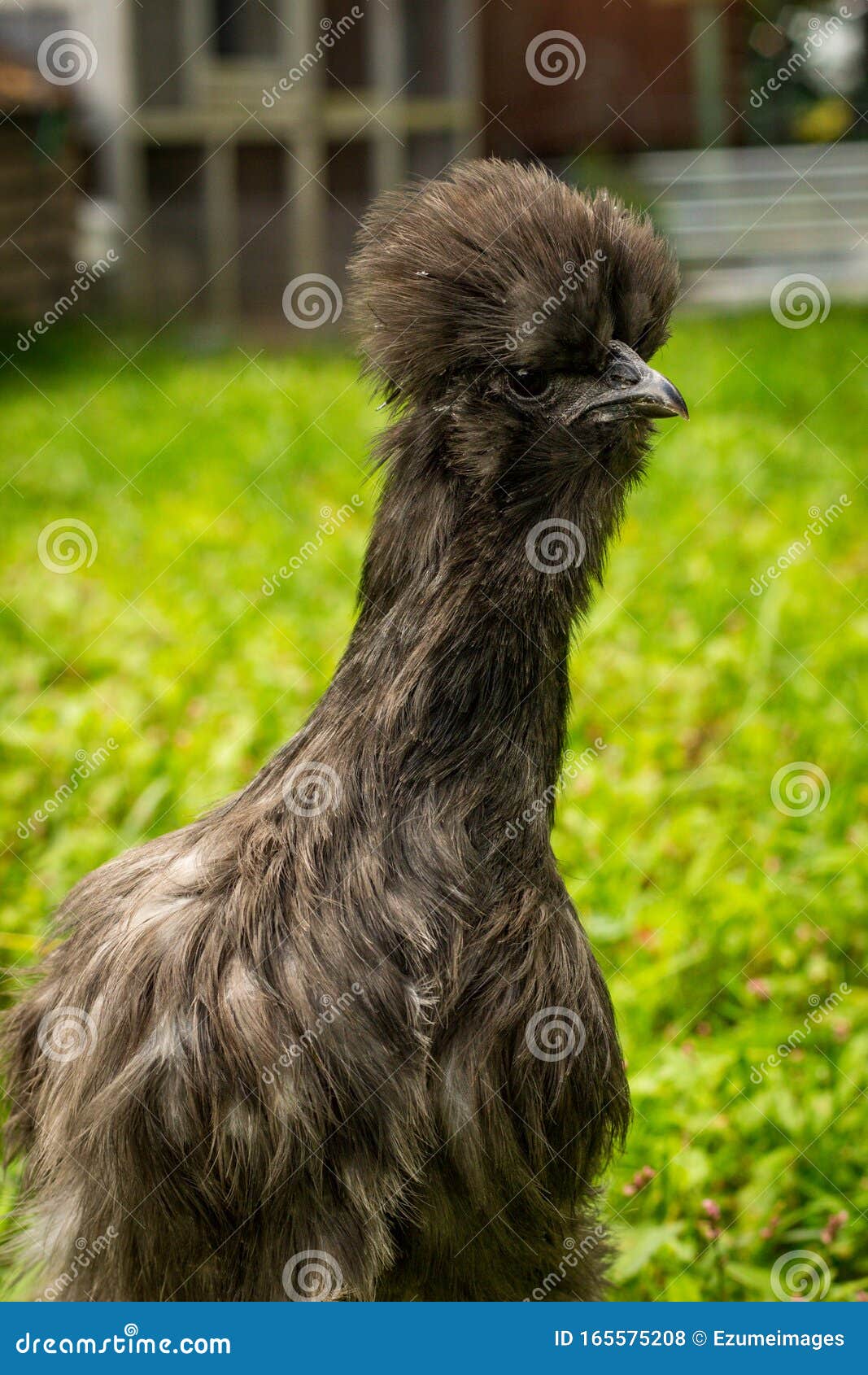 Blue Silkie Chicken stock photo. Image of black, breeding - 165575208
