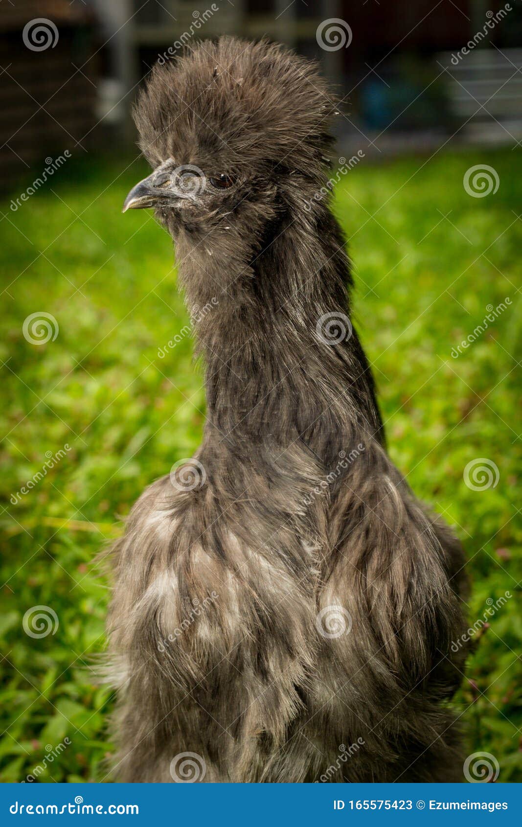 Blue Silkie Chicken stock image. Image of bill, breed - 165575423