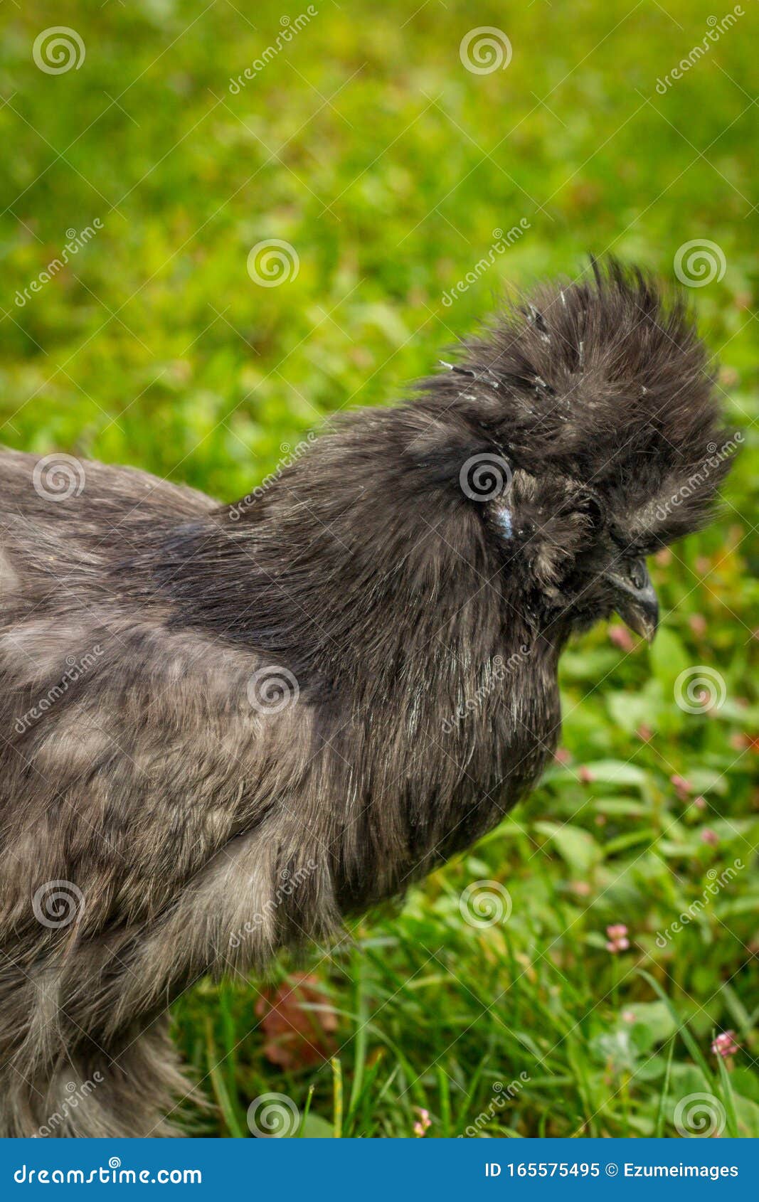 Blue Silkie Chicken stock image. Image of farm, natural - 165575495