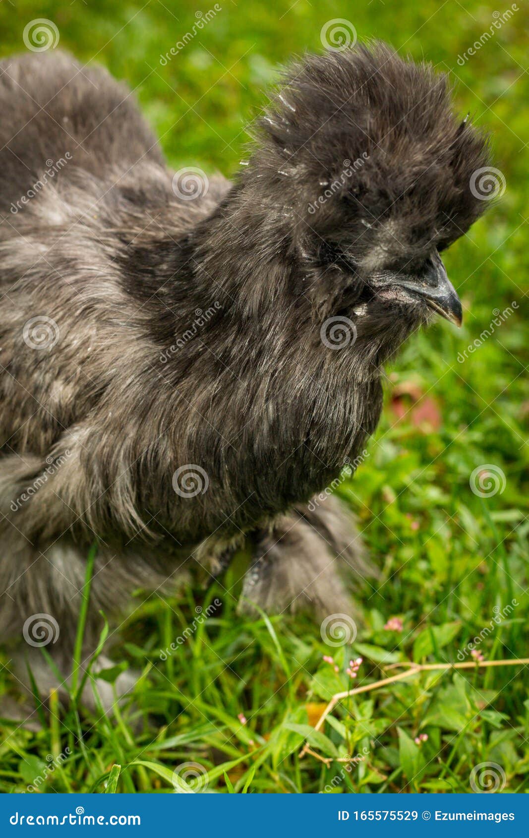 Blue Silkie Chicken stock image. Image of domesticus - 165575529