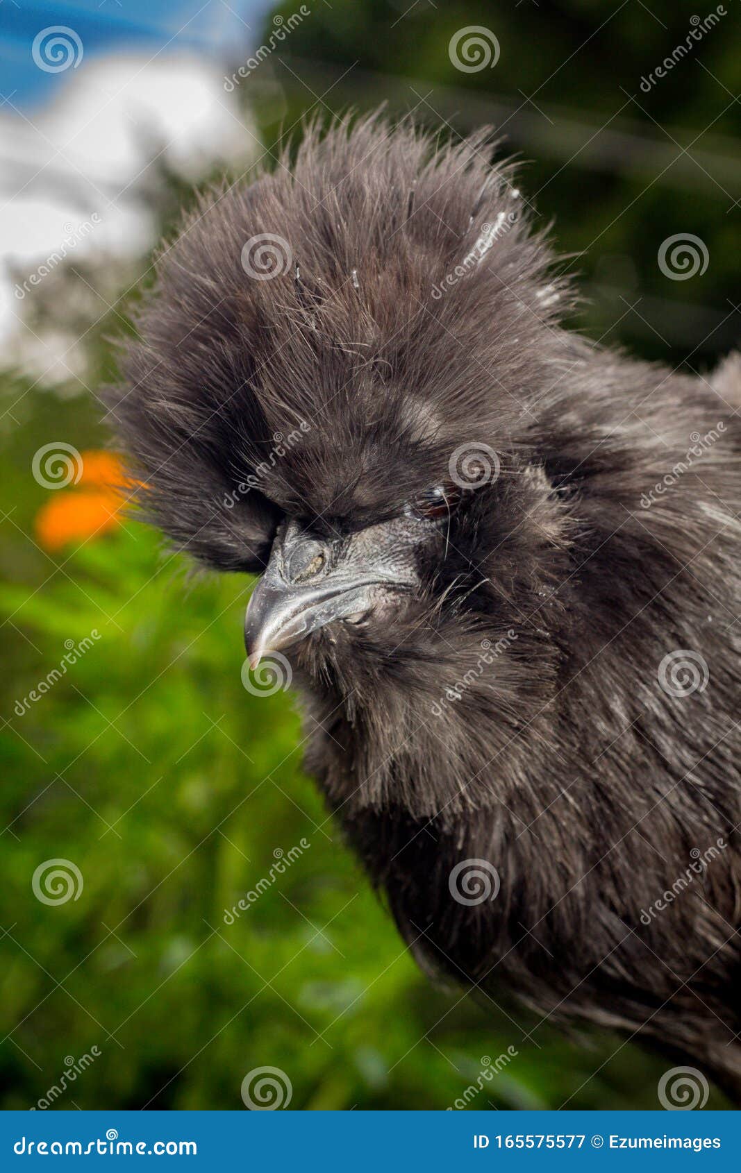 Blue Silkie Chicken stock image. Image of farm, adult - 165575577