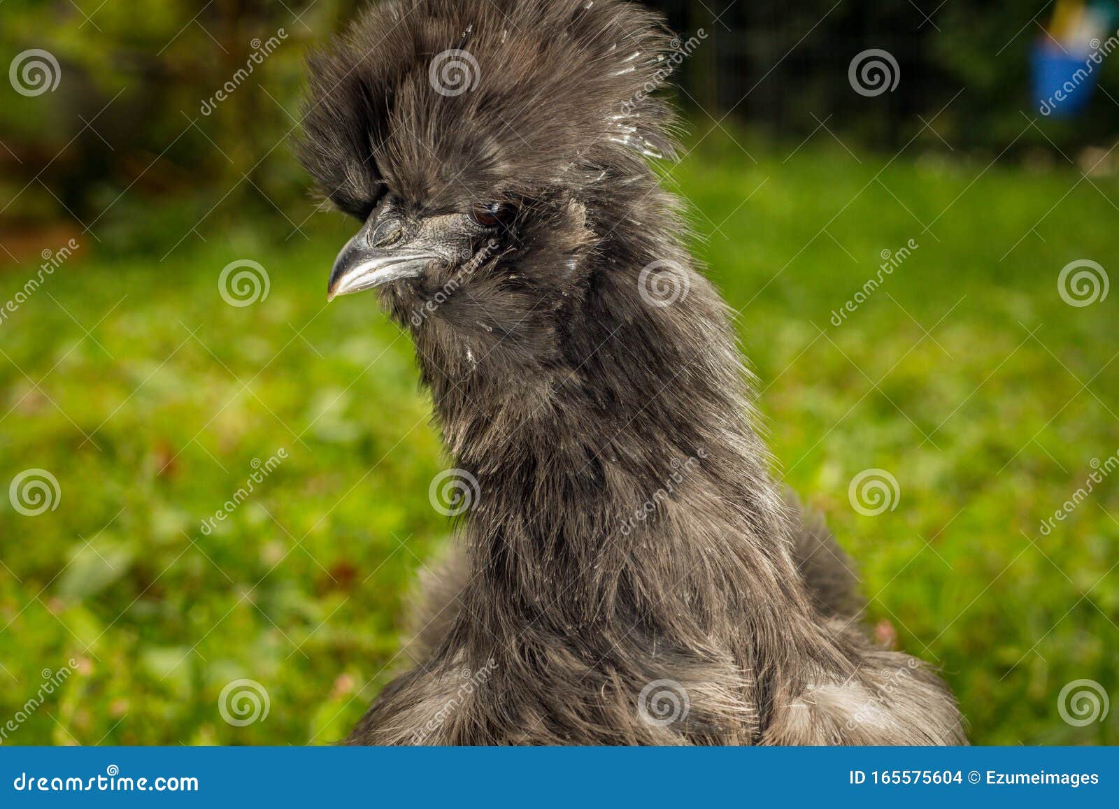 Blue Silkie Chicken stock photo. Image of ornamental - 165575604