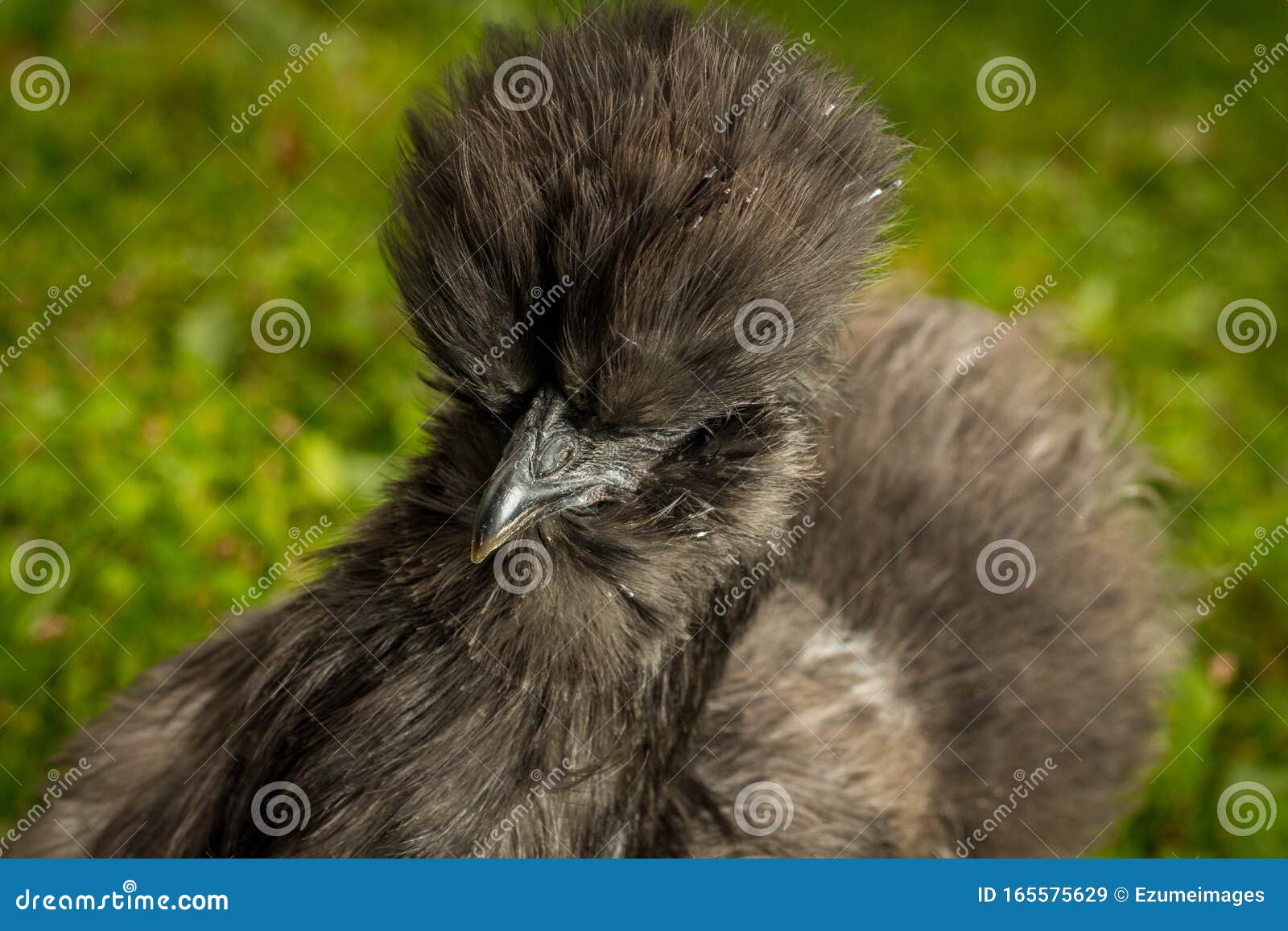 Blue Silkie Chicken stock image. Image of natural, animal - 165575629