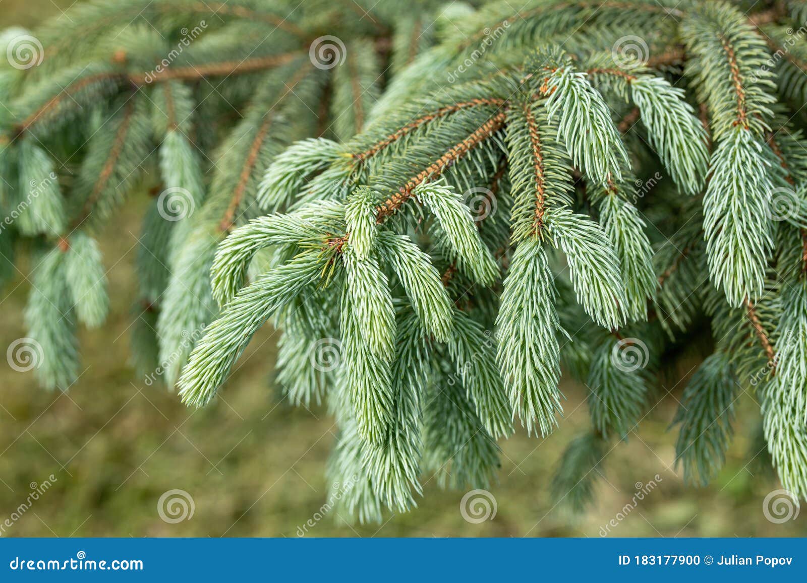 Blue or Silver Spruce Needles Texture Background. Engelmann Spruce ...