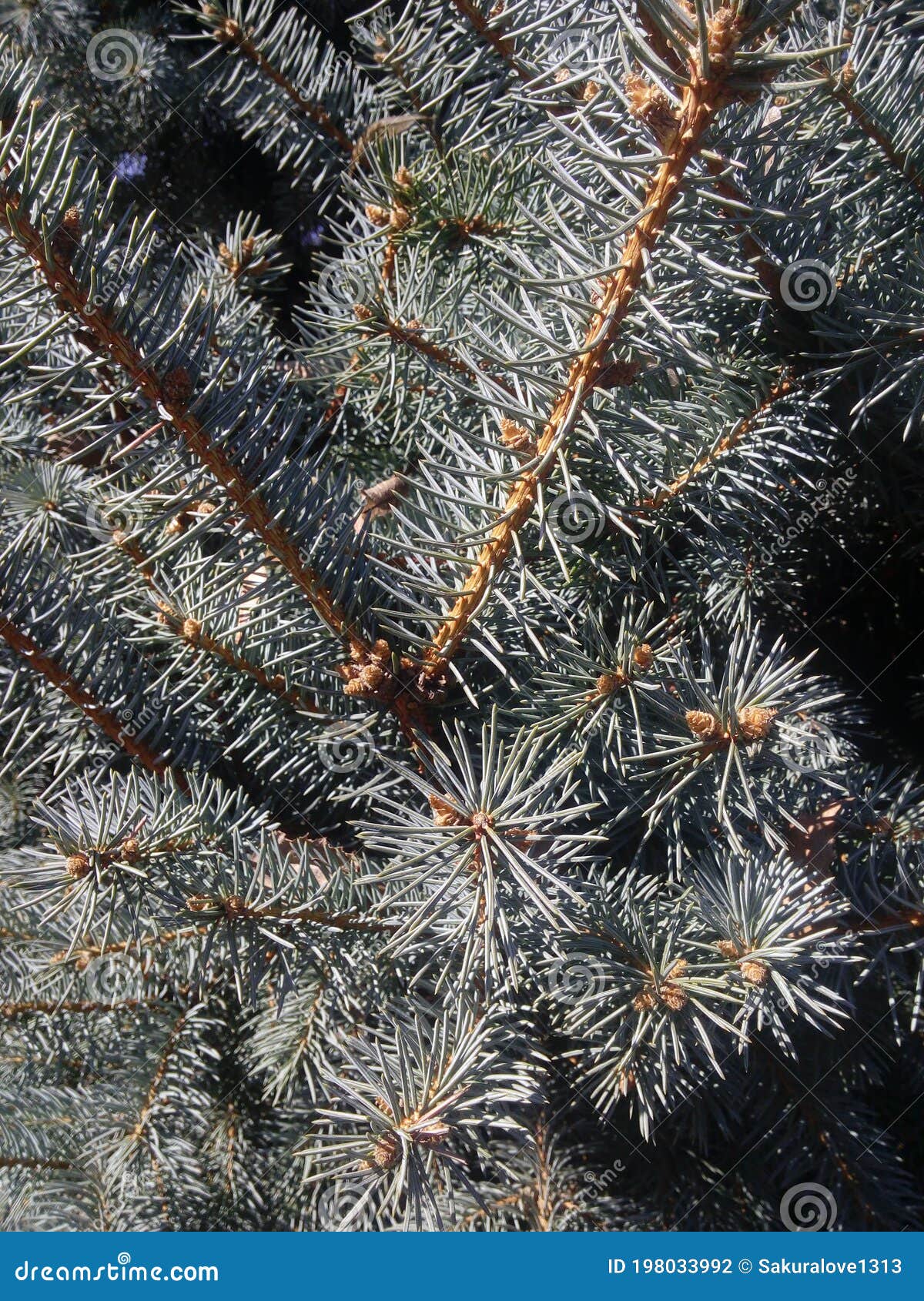 Blue or Silver Spruce Texture Background. Engelmann Spruce Pattern ...