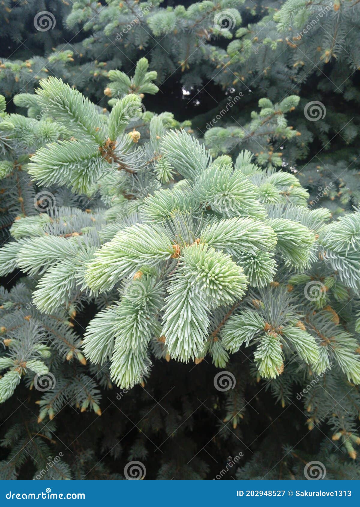 Blue or Silver Spruce Texture Background. Engelmann Spruce Pattern ...