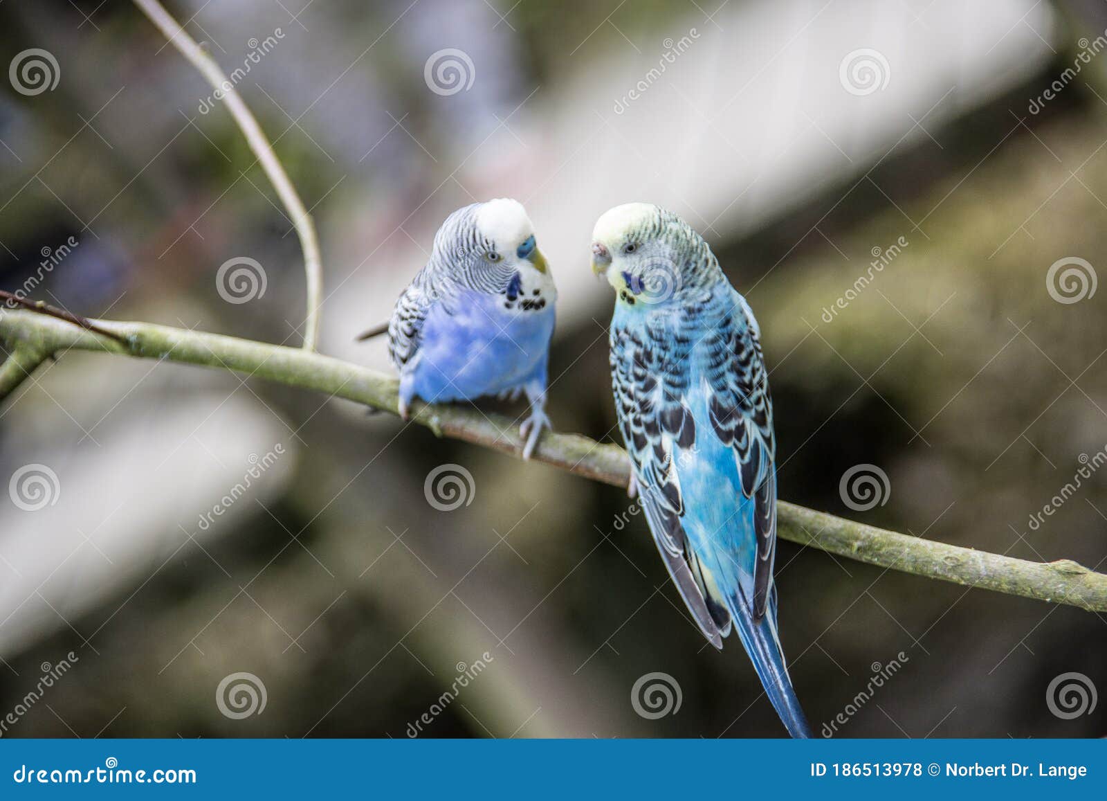 Singing parakeets sit stock photo. Image of nymph, ornamental - 186513978