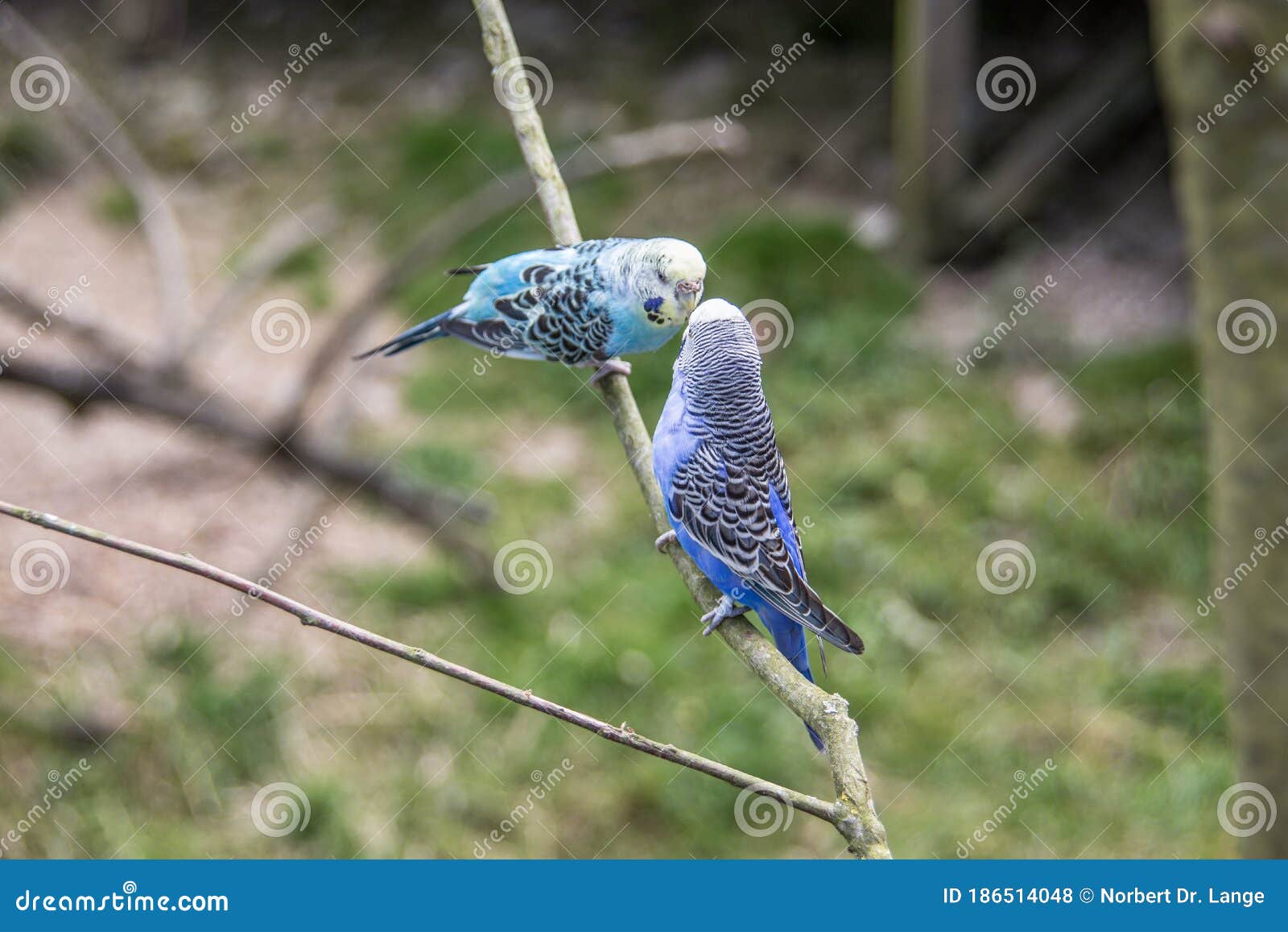 Singing parakeets sit stock photo. Image of ornamental - 186514048