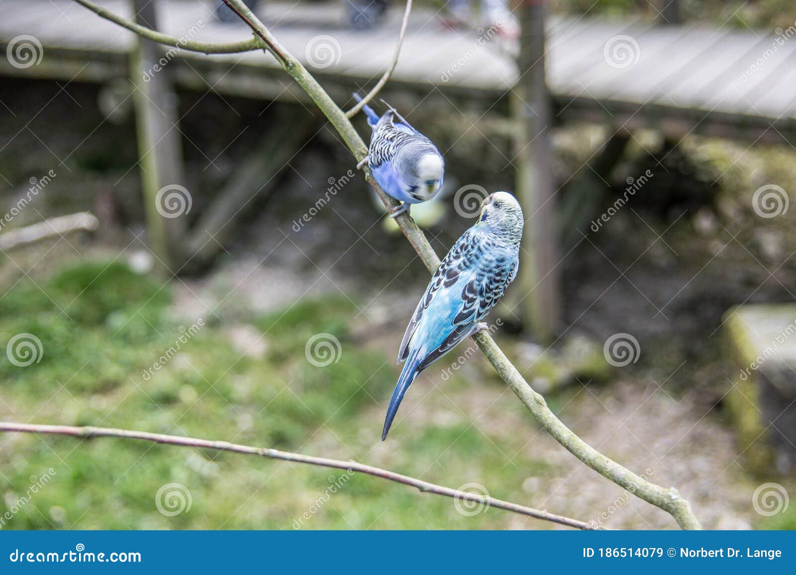 Singing parakeets sit stock image. Image of colored - 186514079