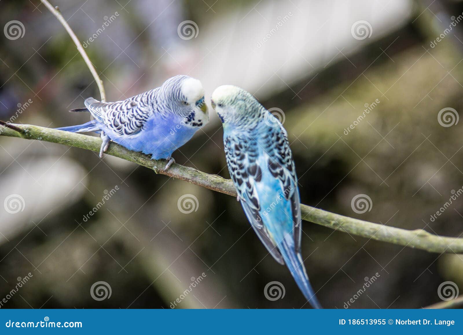 Singing parakeets sits stock image. Image of parrots - 186513955