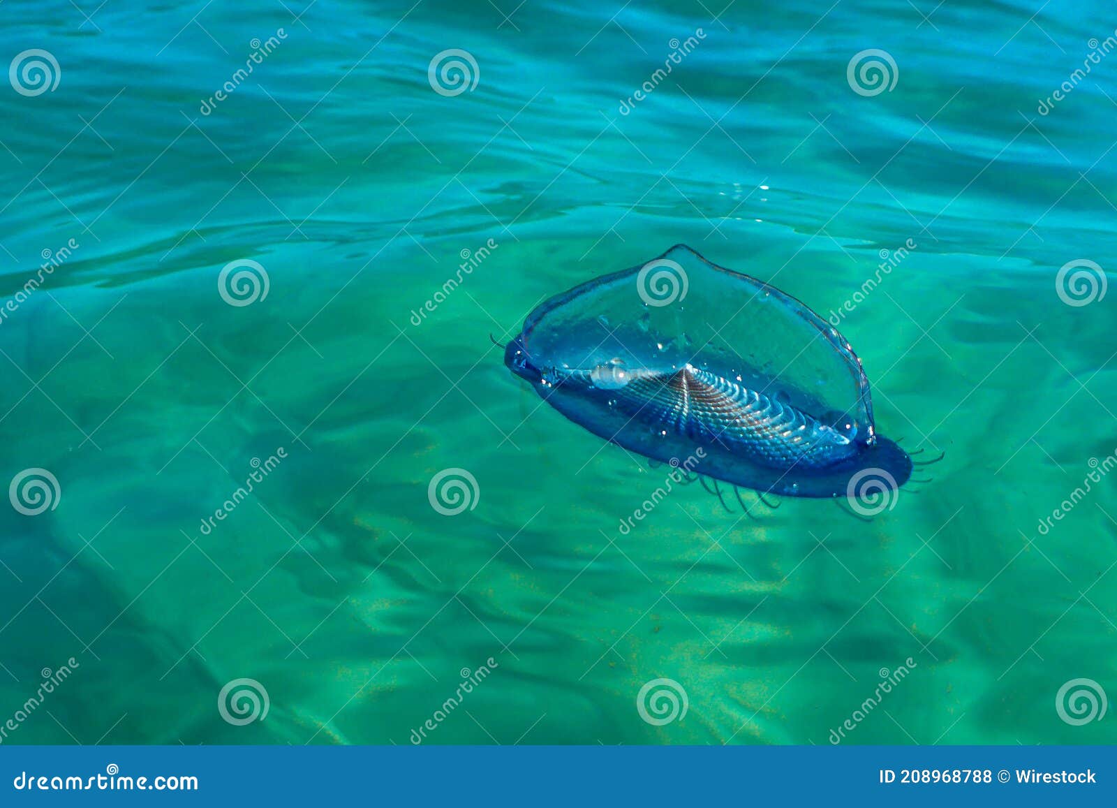 Blue Siphonophore Fish Swimming in the Sea Stock Photo - Image of food ...