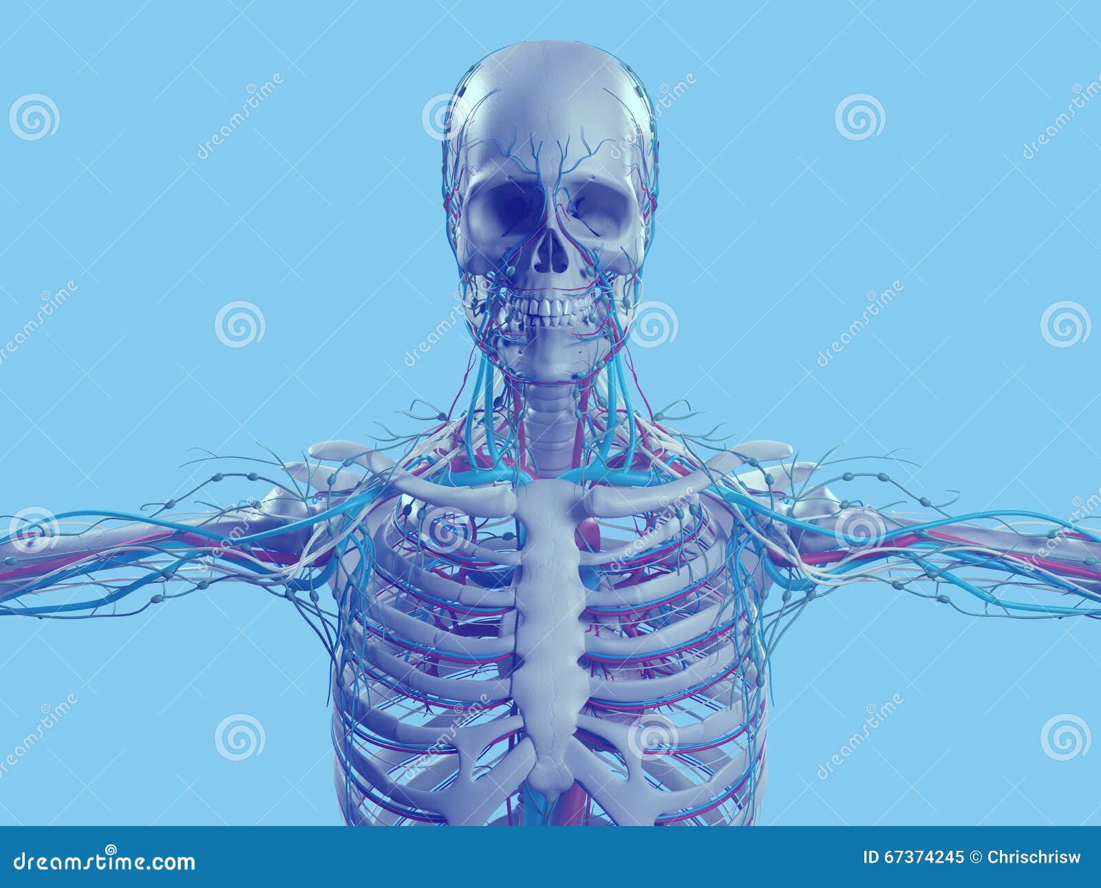 Blue Skeleton on Fun Blue Studio Background. Graphic,design,modern ...