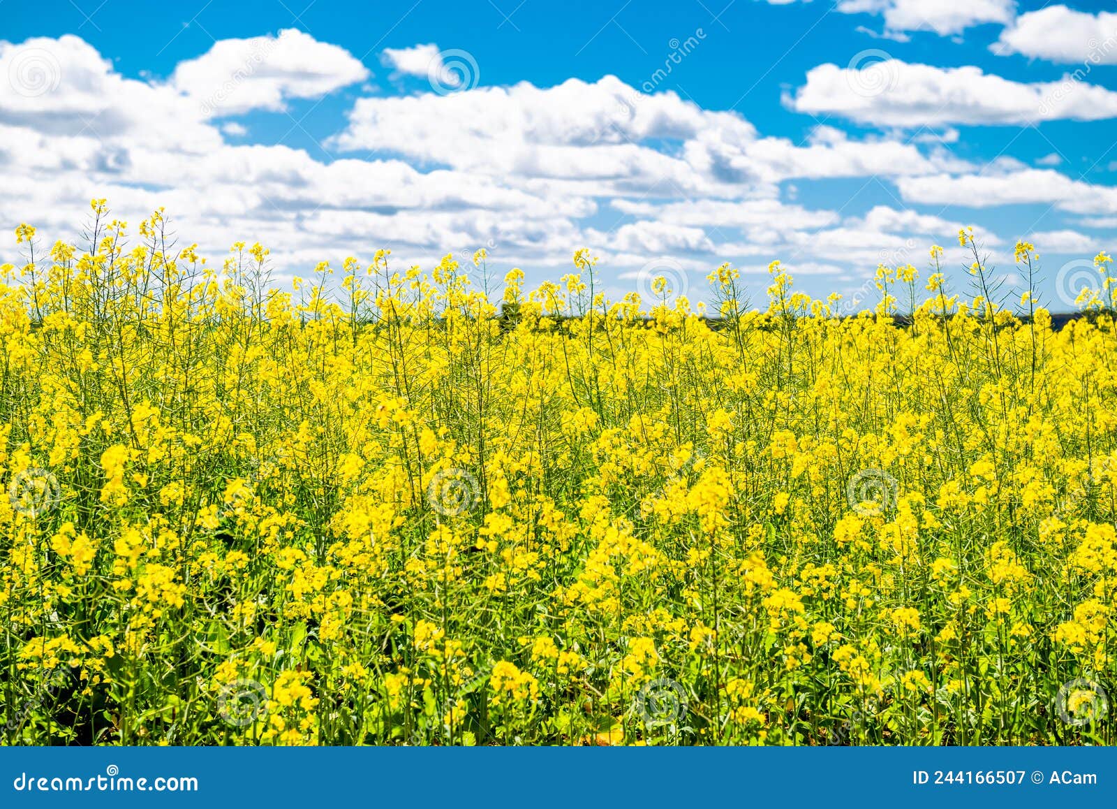 Blue Skies, Clouds and Canola Fields of Perth Stock Image - Image of ...