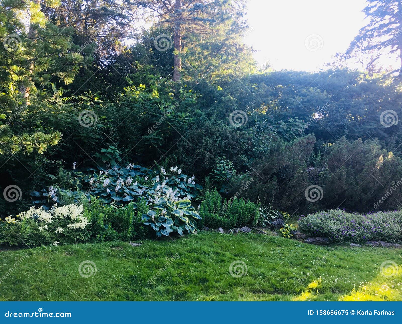Alpine Foliage at Summertime Stock Image - Image of bright, sunny ...