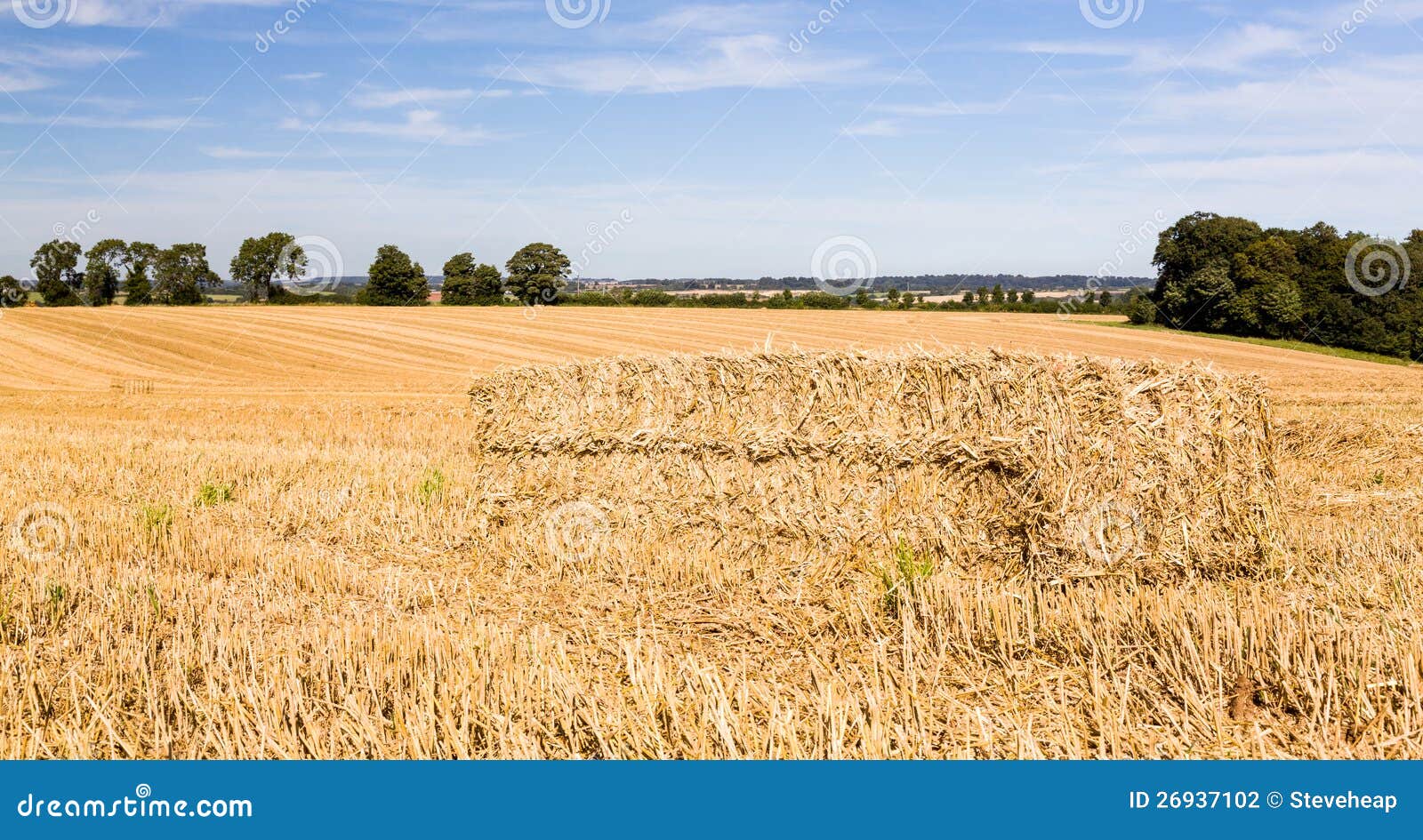Blue Skies Over Corn Fields in England Stock Photo - Image of farm ...