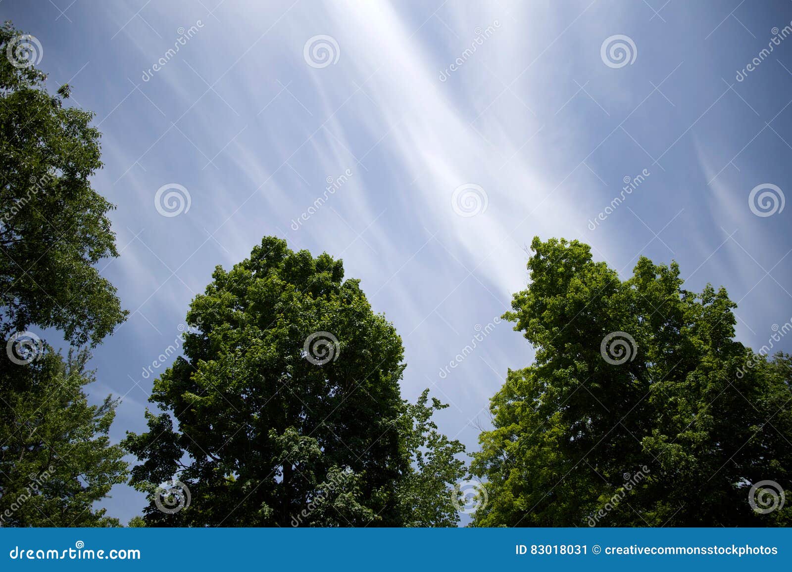 Blue Skies Over Tree Tops Picture. Image: 83018031