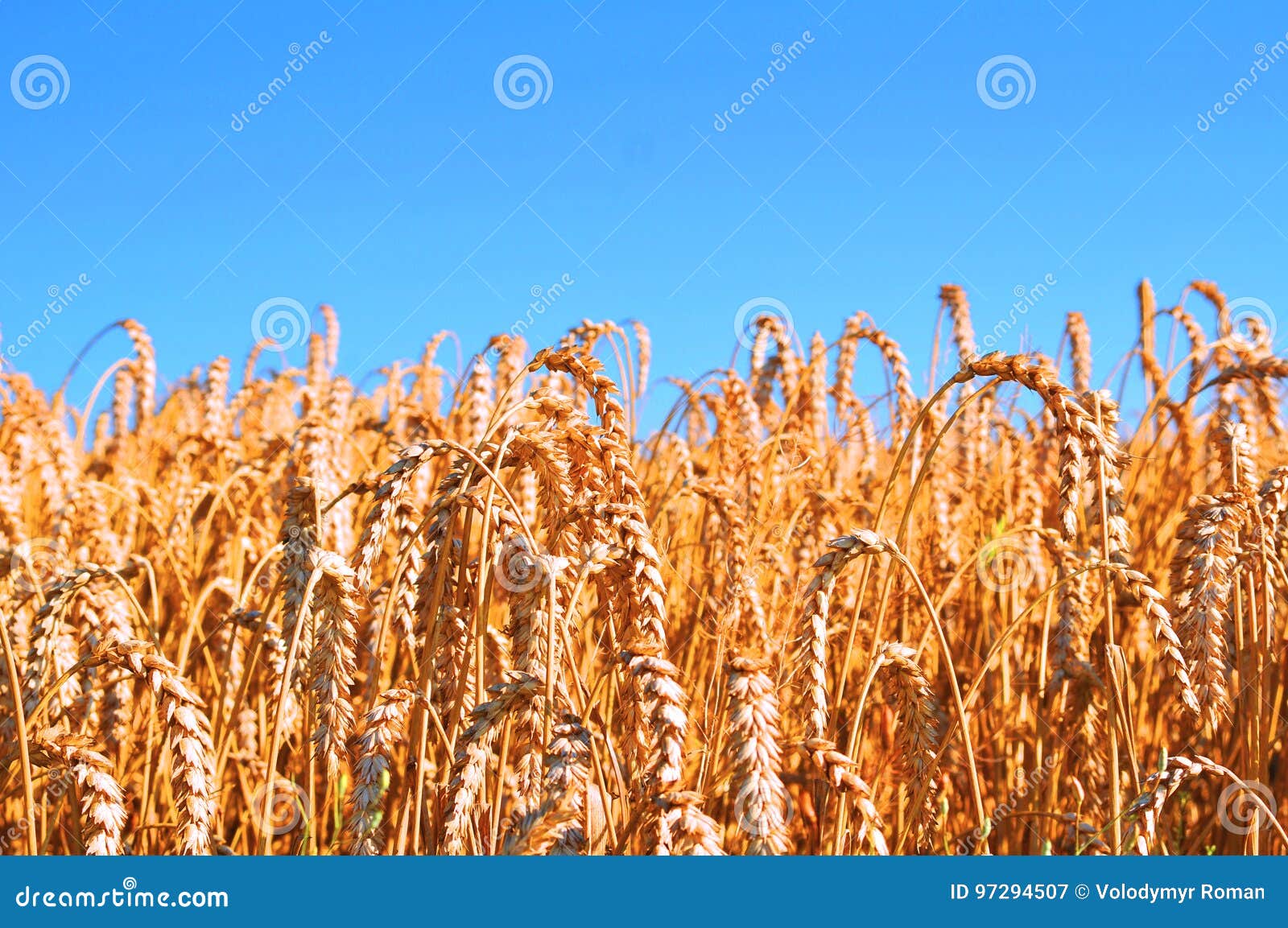 Blue Skies over wheatfield stock image. Image of healthy - 97294507