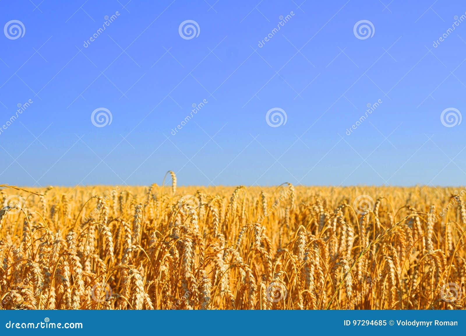 Blue Skies over wheatfield stock image. Image of field - 97294685