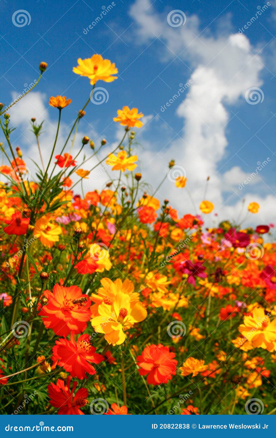 Blue Skies, White Clouds And Brilliant Wildflowers Stock Photo ...