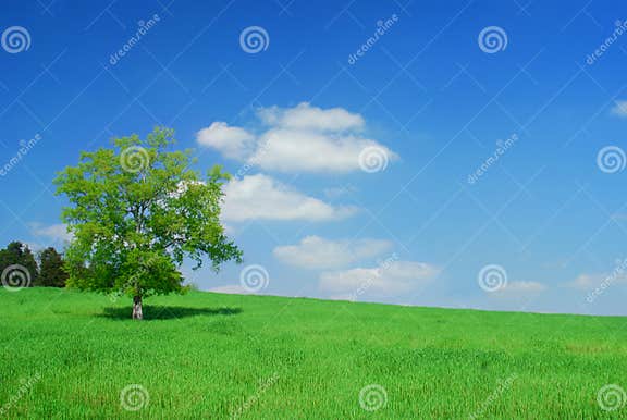 Blue sky stock image. Image of grass, blue, green, landscape - 4961815