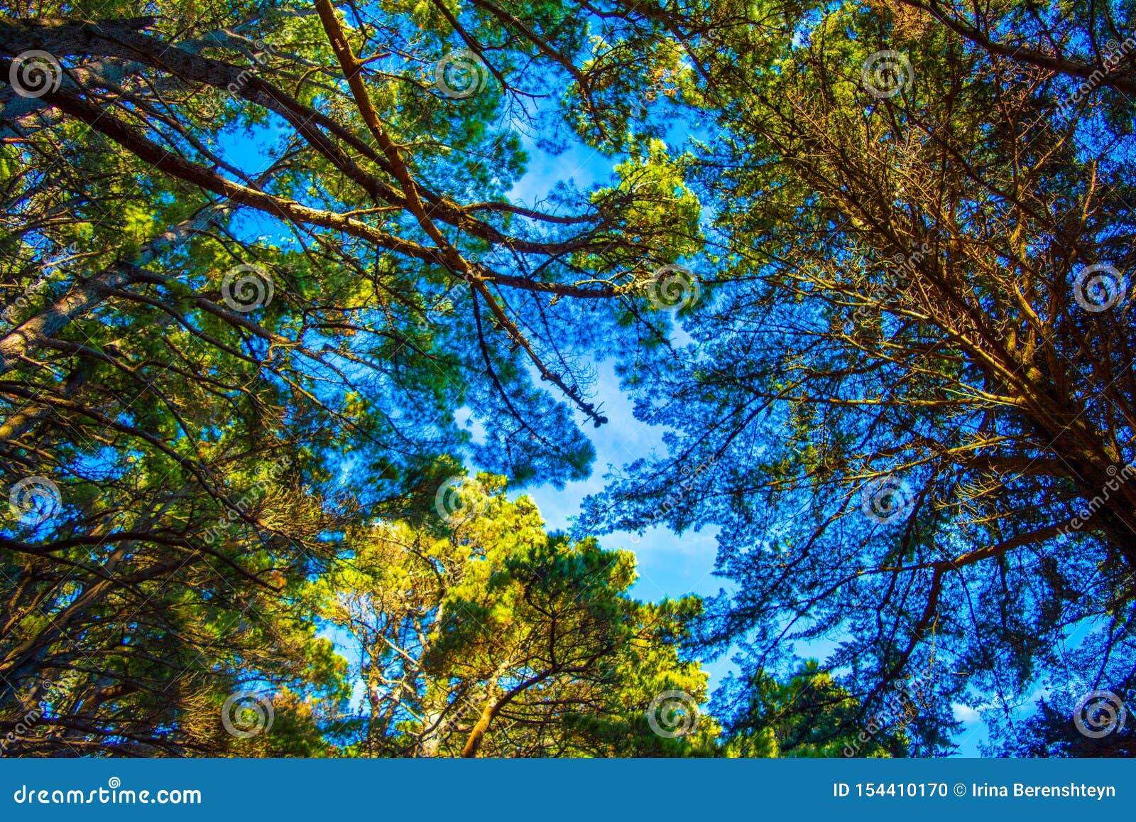 Blue Sky Above Tall Pine Trees Stock Photo - Image of forest, light ...