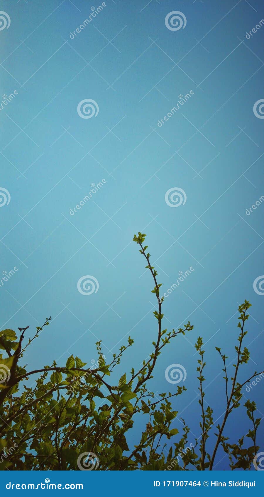 Blue Sky Against Tree Branches Stock Photo - Image of flower, golden ...